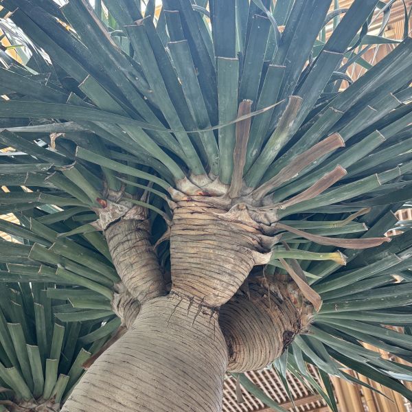 Dracaena draco | Dragon tree - Garden tree - Green Cover Initiative