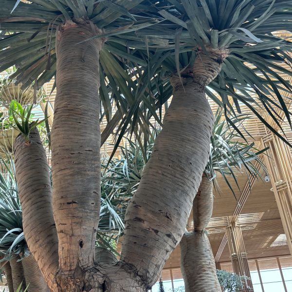 Dracaena draco | Dragon tree - Garden tree - Green Cover Initiative