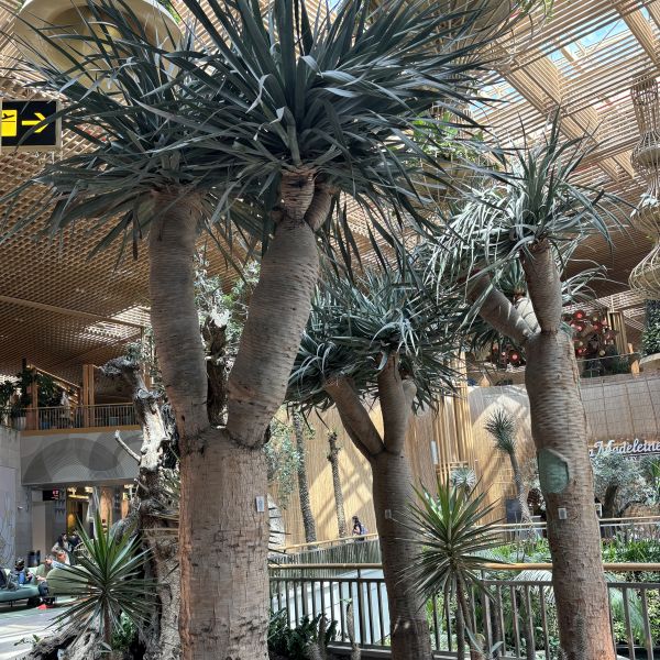 Dracaena draco | Dragon tree - Garden tree - Green Cover Initiative