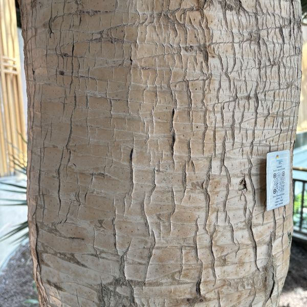Dracaena draco | Dragon tree - Garden tree - Green Cover Initiative
