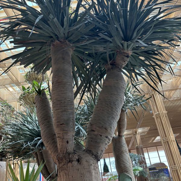 Dracaena draco | Dragon tree - Garden tree - Green Cover Initiative