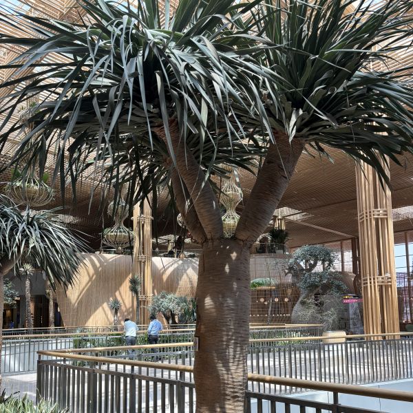 Dracaena draco | Dragon tree - Garden tree - Green Cover Initiative