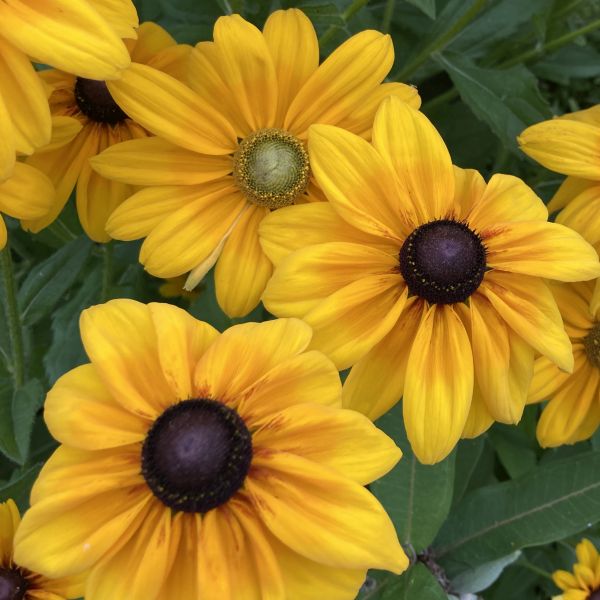 Rudbeckia hirta | Black-eyed Susan - Flowering plants - Green Cover ...