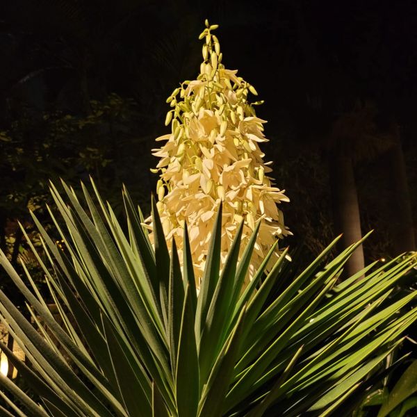 Yucca aloifolia | Aloe yucca - Garden plants | Indian plants