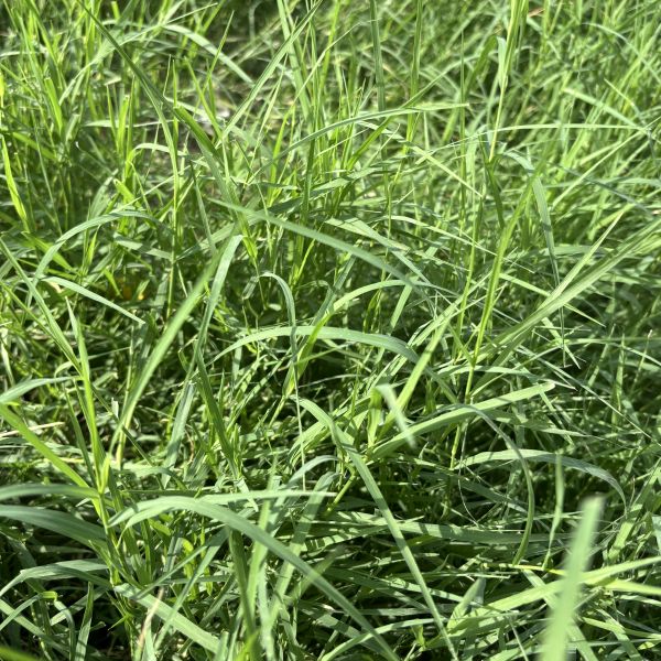 Cynodon dactylon | Bermuda grass - Lawn grass - Green Cover Initiative