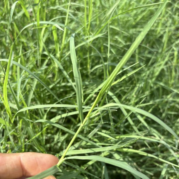 Cynodon dactylon | Bermuda grass - Lawn grass - Green Cover Initiative