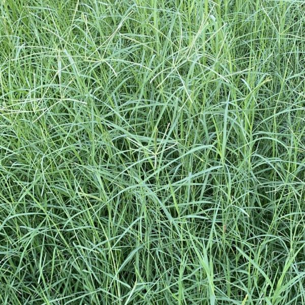 Cynodon dactylon | Bermuda grass - Lawn grass - Green Cover Initiative