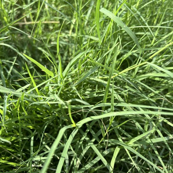 Cynodon dactylon | Bermuda grass - Lawn grass - Green Cover Initiative