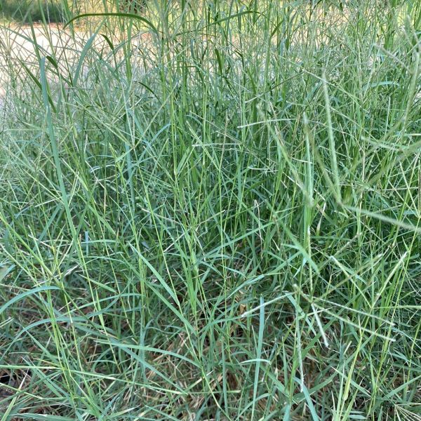 Cynodon dactylon | Bermuda grass - Lawn grass - Green Cover Initiative
