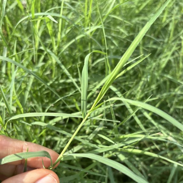 Cynodon dactylon | Bermuda grass - Lawn grass - Green Cover Initiative