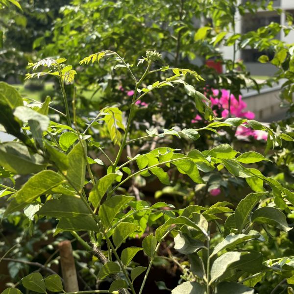 Murraya Koenigii | Curry leaf tree | Curry tree | Curry bush – GCI