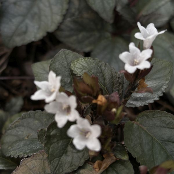 Hemigraphis Alternata | Red Ivy | Metal leaf - Indian plants