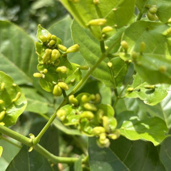 Millettia Pinnata | Indian beech tree | Pongamia Pinnata | Honge ...