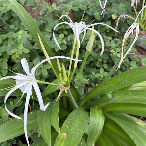 Hymenocallis Littoralis | Spider lily– Green catalog