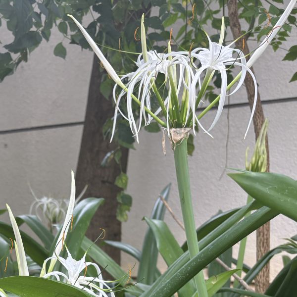 Hymenocallis Littoralis | Spider lily– Green catalog