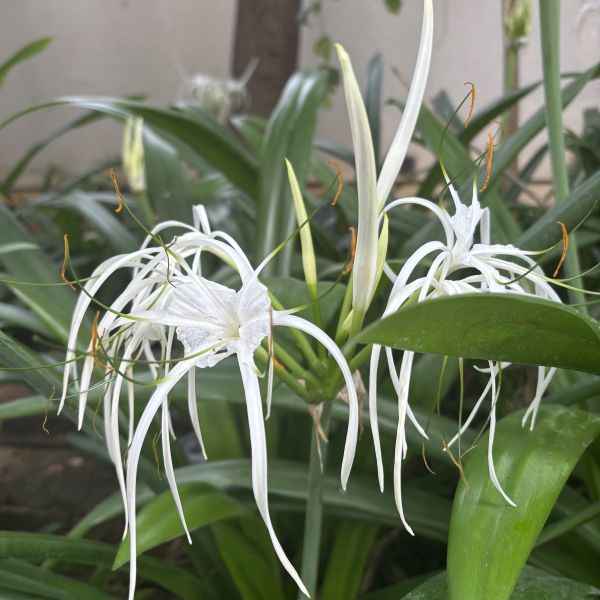 Hymenocallis Littoralis | Spider lily– Green catalog