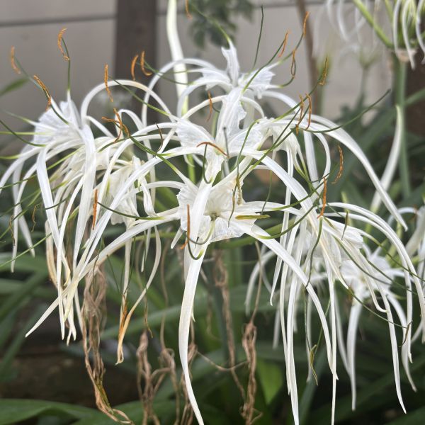 Hymenocallis Littoralis | Spider lily– Green catalog