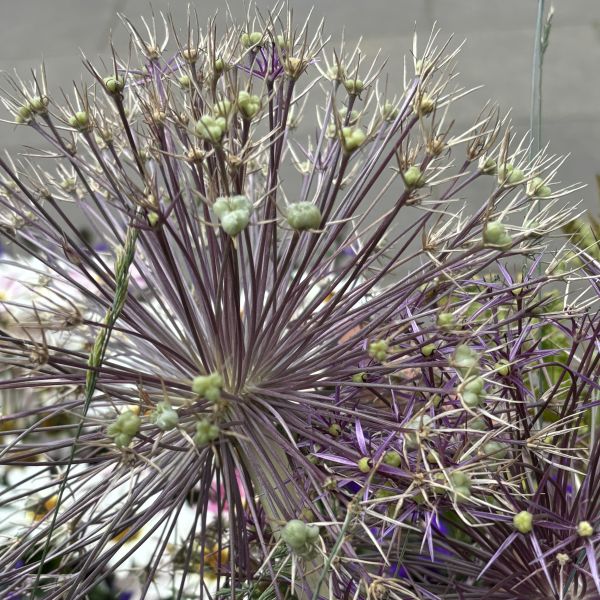 Allium giganteum | Giant onion - Flowerging plants