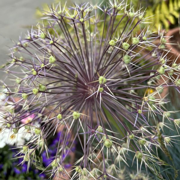 Allium giganteum | Giant onion - Flowerging plants