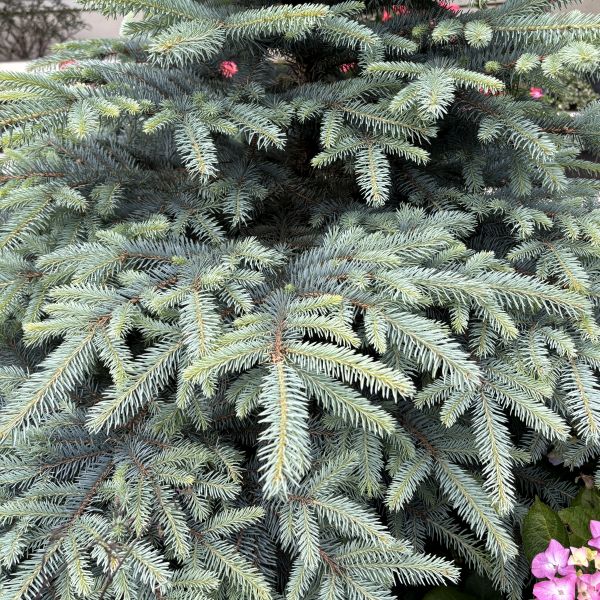 Abies nordmanniana | Nordmann fir | Caucasian fir - Garden trees