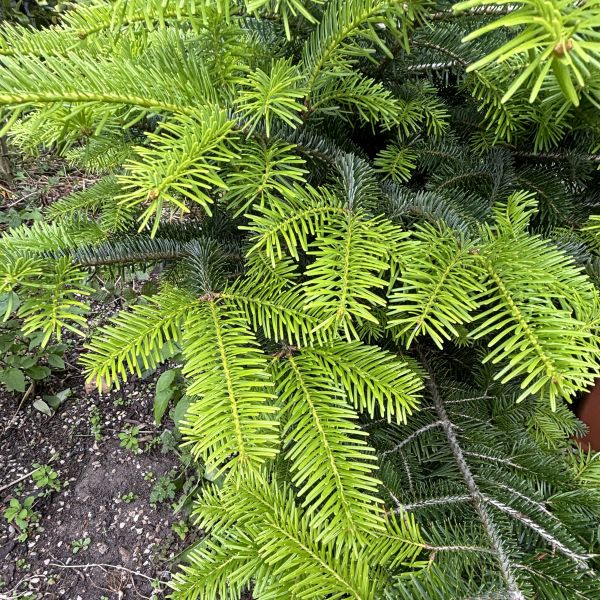 Abies nordmanniana | Nordmann fir | Caucasian fir - Garden trees