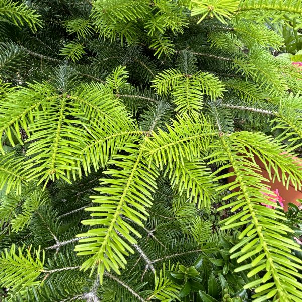 Abies nordmanniana | Nordmann fir | Caucasian fir - Garden trees