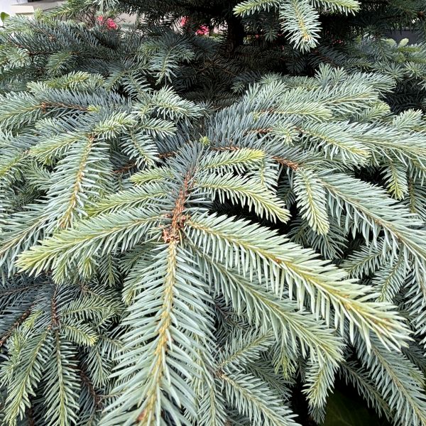 Abies nordmanniana | Nordmann fir | Caucasian fir - Garden trees