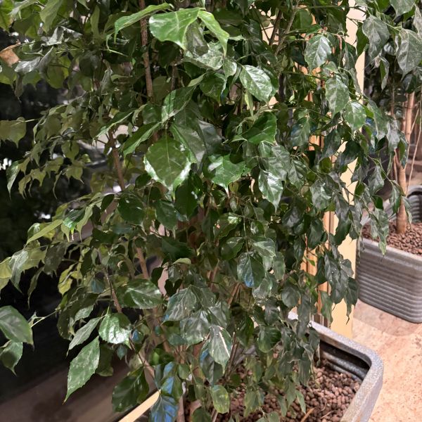 Radermachera sinica | China doll - Garden trees | Ornamental trees