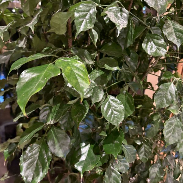 Radermachera sinica | China doll - Garden trees | Ornamental trees