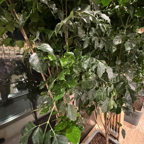 Radermachera sinica | China doll - Garden trees | Ornamental trees