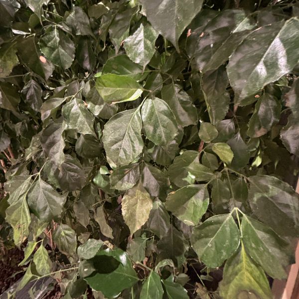 Radermachera sinica | China doll - Garden trees | Ornamental trees