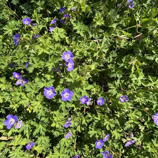 Geranium himalayense | Himalayan Cranesbill - Flowering plants