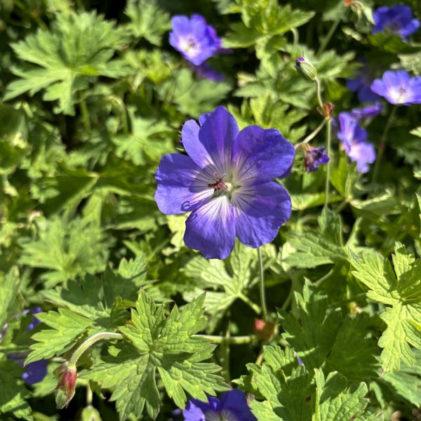 Geranium himalayense | Himalayan Cranesbill - Flowering plants