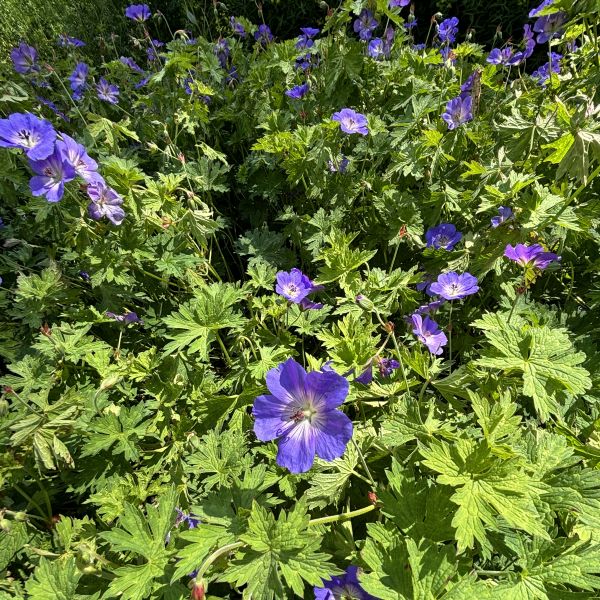 Geranium himalayense | Himalayan Cranesbill - Flowering plants
