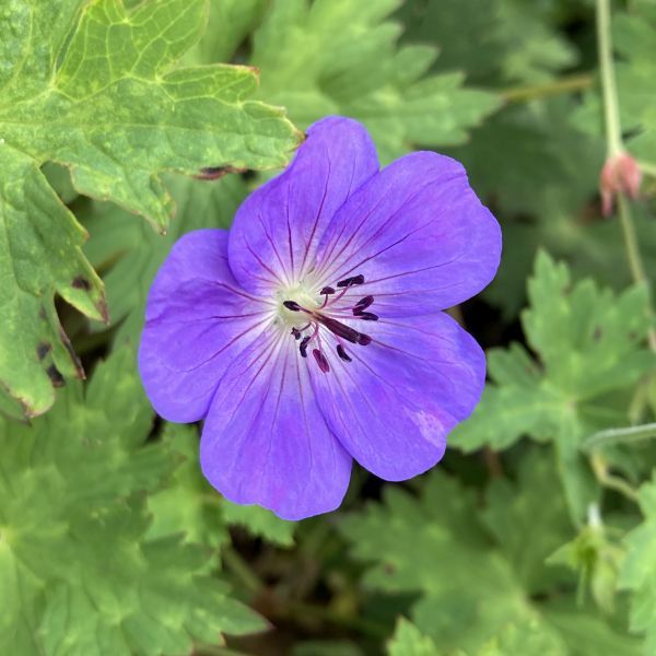Geranium himalayense | Himalayan Cranesbill - Flowering plants