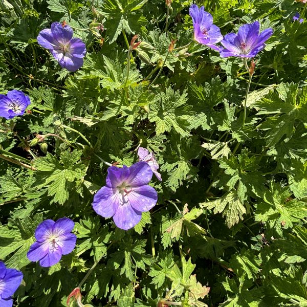 Geranium himalayense | Himalayan Cranesbill - Flowering plants