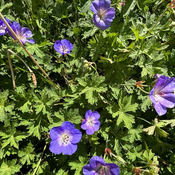 Geranium himalayense | Himalayan Cranesbill - Flowering plants
