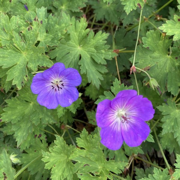 Geranium himalayense | Himalayan Cranesbill - Flowering plants
