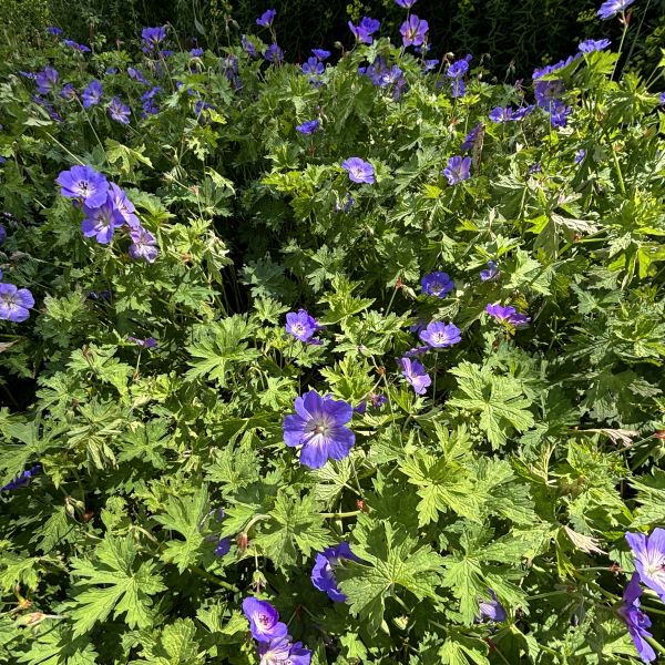 Geranium himalayense | Himalayan Cranesbill - Flowering plants