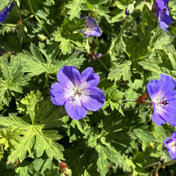 Geranium himalayense | Himalayan Cranesbill - Flowering plants