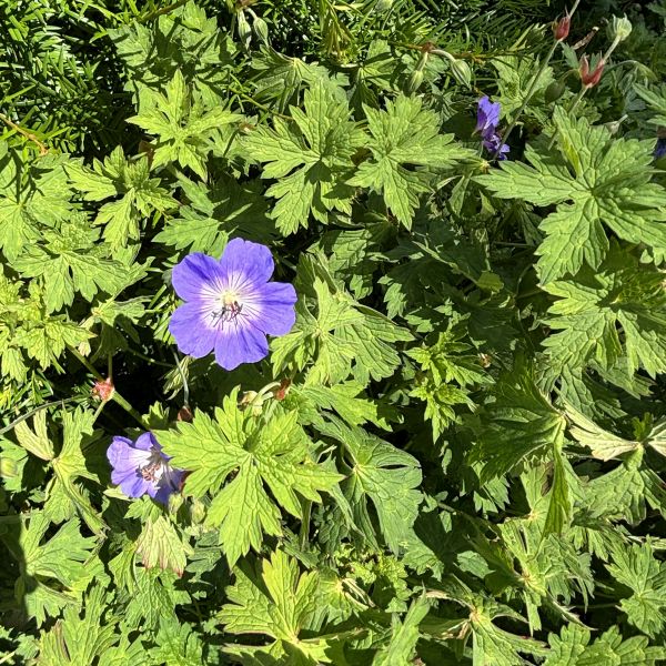 Geranium himalayense | Himalayan Cranesbill - Flowering plants