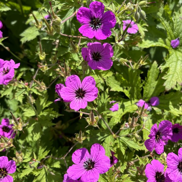 Geranium psilostemon | Armenian cranesbill - Flowering plants