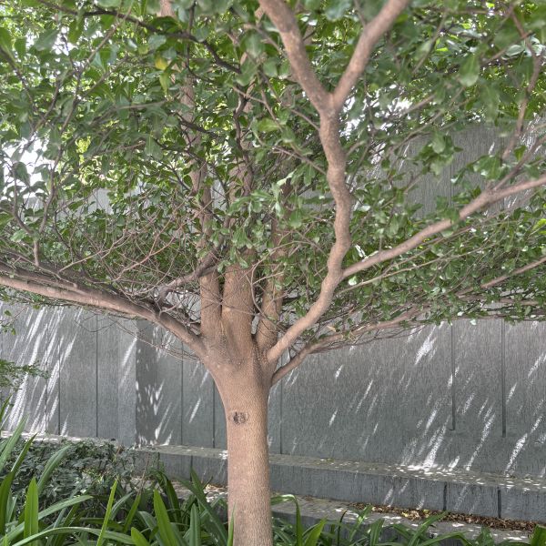 Terminalia mantaly | Madagascar almond tree - Trees | Green Cover ...