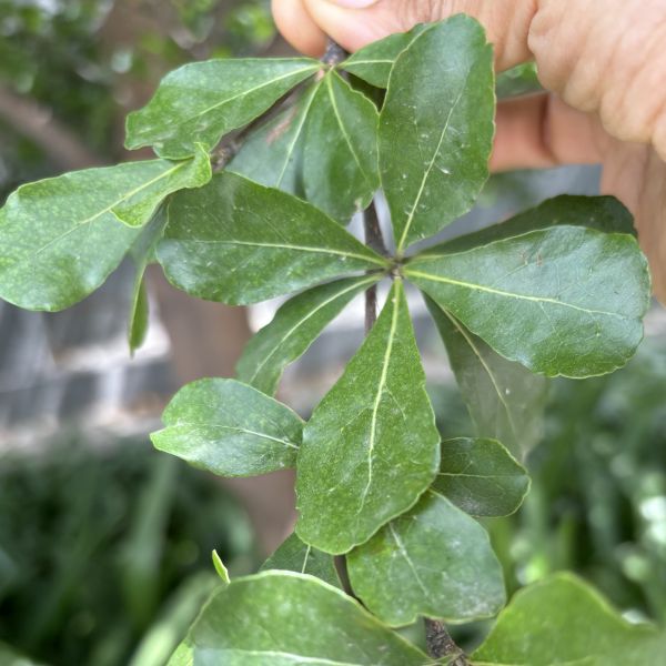 Terminalia mantaly | Madagascar almond tree - Trees | Green Cover ...