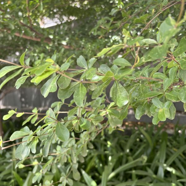 Terminalia mantaly | Madagascar almond tree - Trees | Green Cover ...