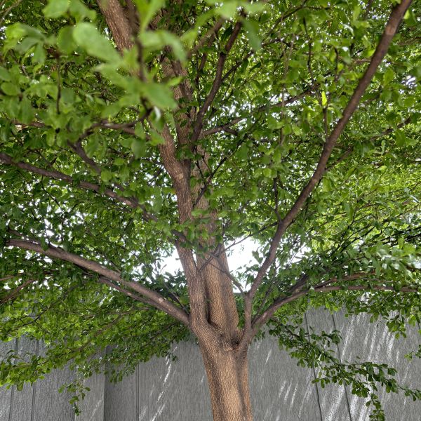 Terminalia mantaly | Madagascar almond tree - Trees | Green Cover ...