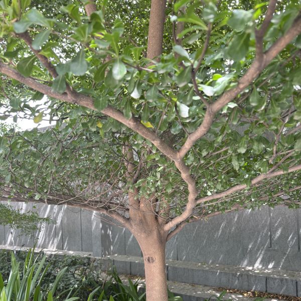 Terminalia mantaly | Madagascar almond tree - Trees | Green Cover ...