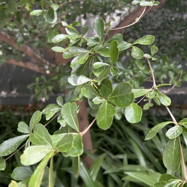 Terminalia mantaly | Madagascar almond tree - Trees | Green Cover ...