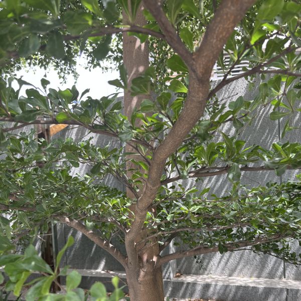 Terminalia mantaly | Madagascar almond tree - Trees | Green Cover ...