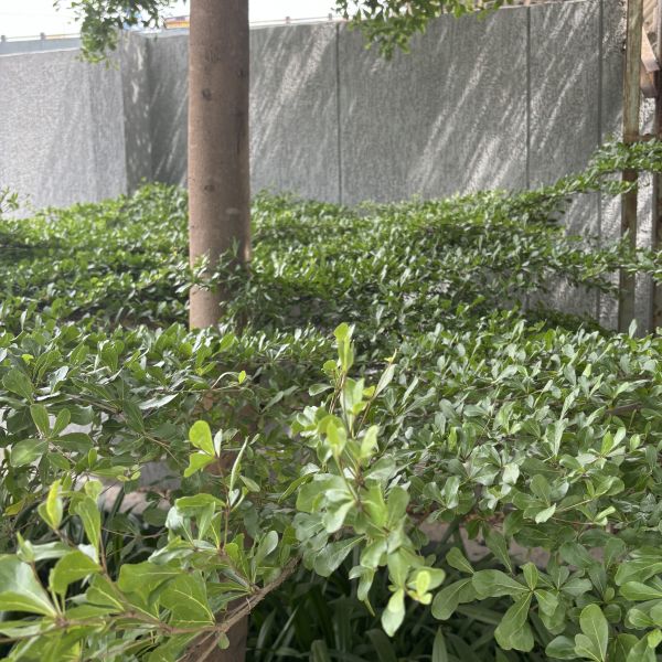 Terminalia mantaly | Madagascar almond tree - Trees | Green Cover ...